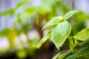 Students reap knowledge of sustainable food in SoVi Garden - FGCU 360
